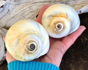 MEGA JUMBO Northern Moon Snail Shell, Large Moon Shell, Large Hermit ...