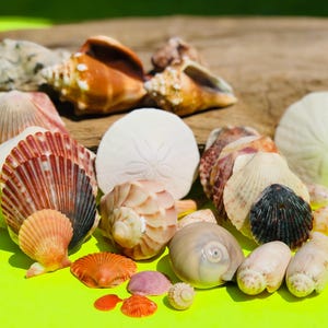 30 PIECE FLORIDA SEASHELL Mix, Variety of Colorful Shells for Gifts ...