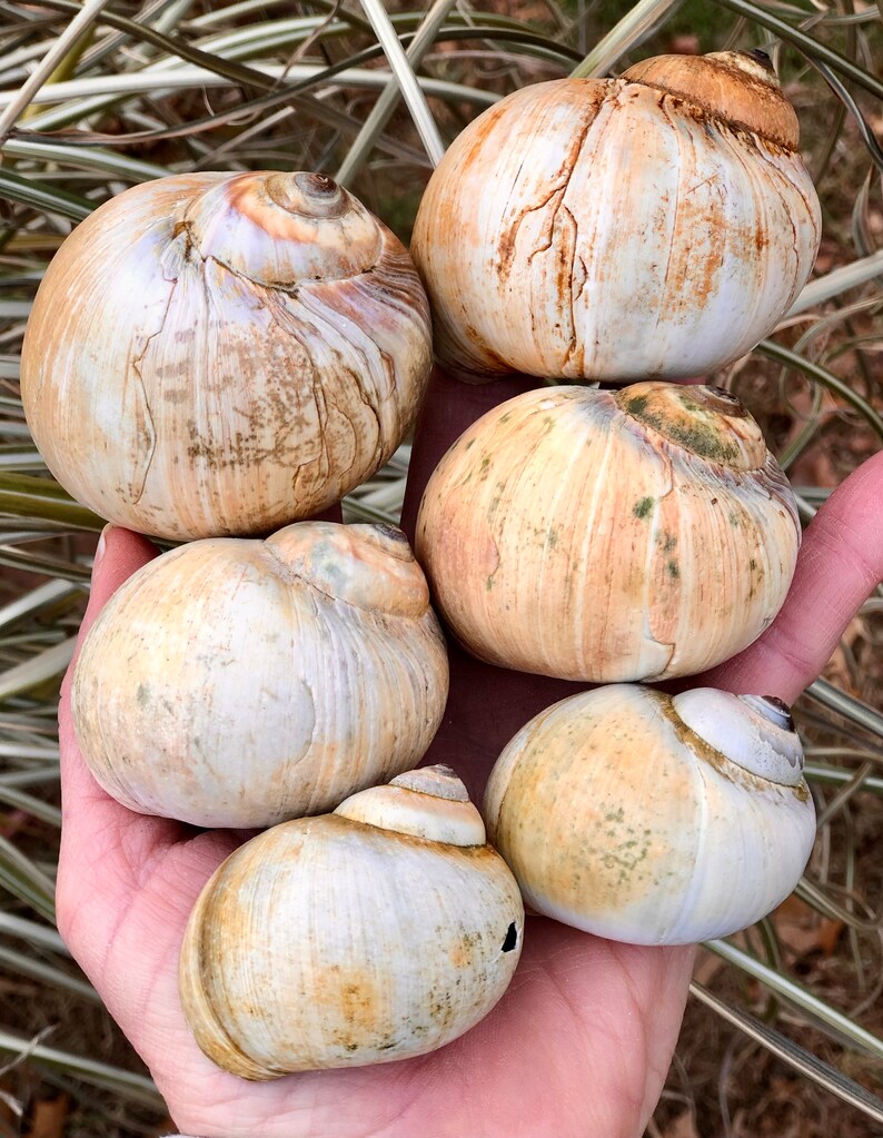 6 MULTI-STRIPED Large Northern Moon Snail Shells, Colorful Mega Moon ...