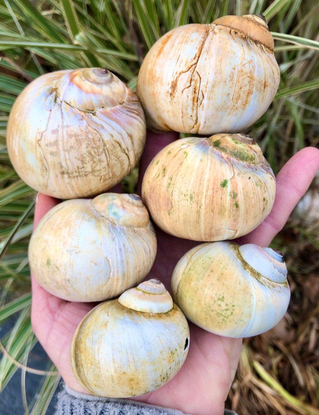 6 MULTI-STRIPED Large Northern Moon Snail Shells, Colorful Mega Moon ...
