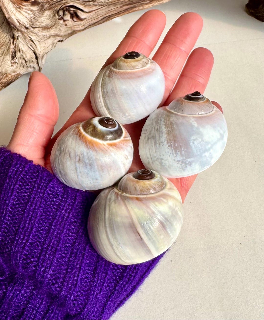 Small Size Moon Snail Shells, 1 1/8”- 1 1/4” Opening, Colorful Natural ...
