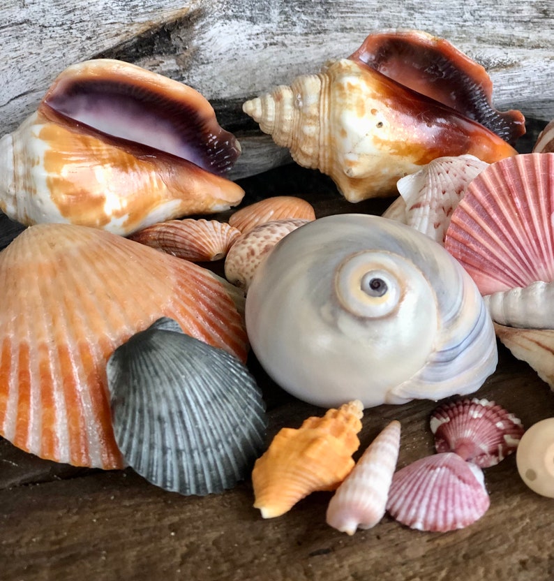 DAZZLING SOUTHWEST FLORIDA Seashell Mix, Colorful Gulf Beaches Seashell ...