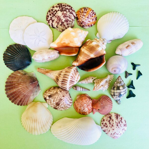 BaysideBeachShells - Etsy