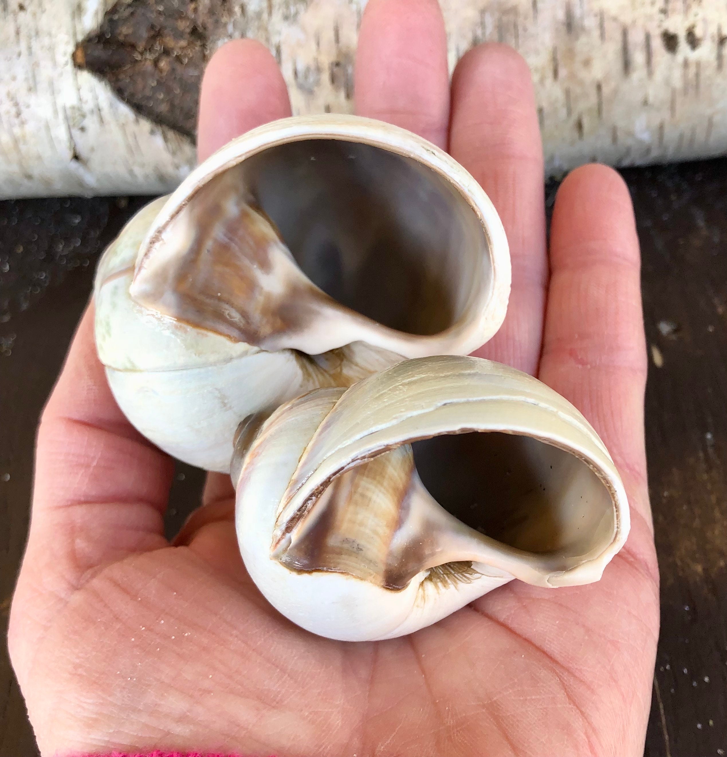 4 VANILLA & COTTON CANDY Northern Moon Snail Shells, Four Colorful Mega ...