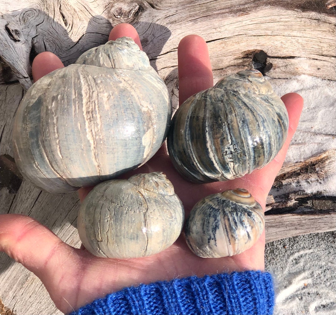 4 BLUE BREATHTAKING Northern Moon Snail Shells, Four Colorful Mega Moon ...