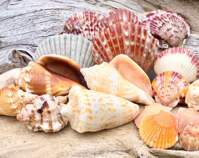 30 COLORFUL FLORIDA SEASHELL Mix, Southwest Fl Beach Shell Variety, 30 ...
