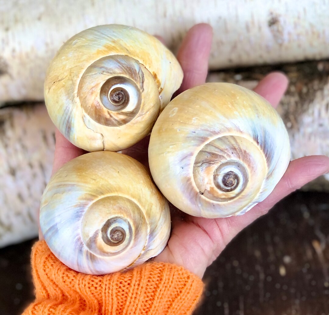 3 APRICOT & PURPLE STRIPE Large Northern Moon Snail Shells, Three ...