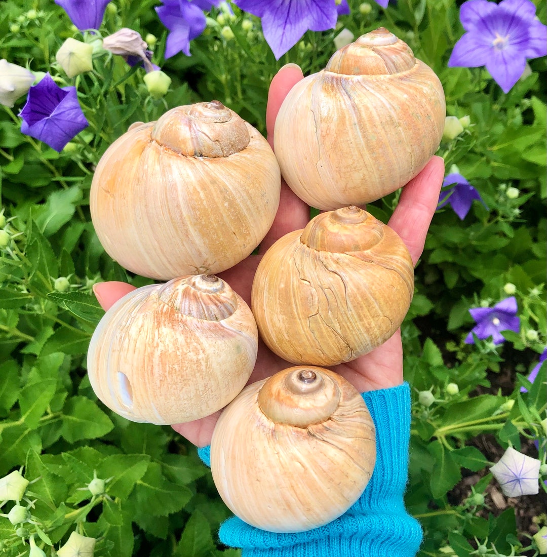 5 GOLDEN TAWNY & LAVENDER Large Northern Moon Snail Shells, Colorful ...
