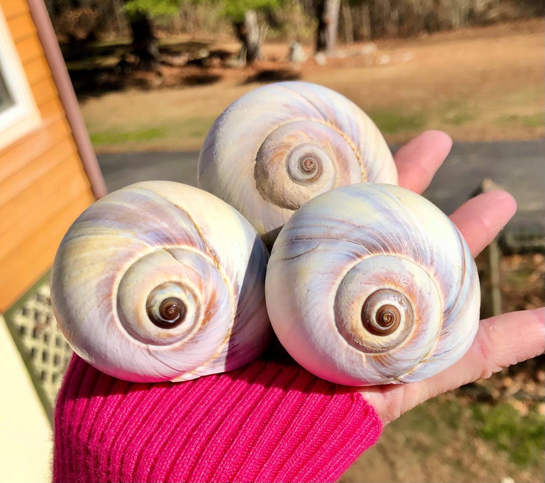 Lg-xl Hermit Crab Shell Variety Pack, 1 3/4” - 1 7/8” - 2.0” Inch ...