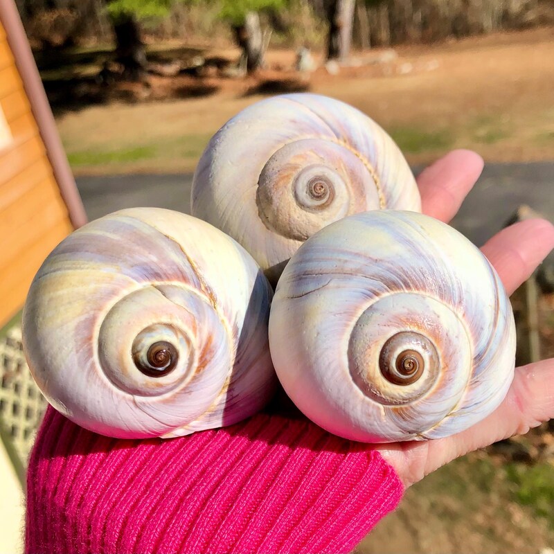 Apple Snail Shell - Etsy