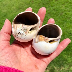 5 PLUM & LIGHT TOFFEE Northern Moon Snail Shells, Five Colorful Medium ...