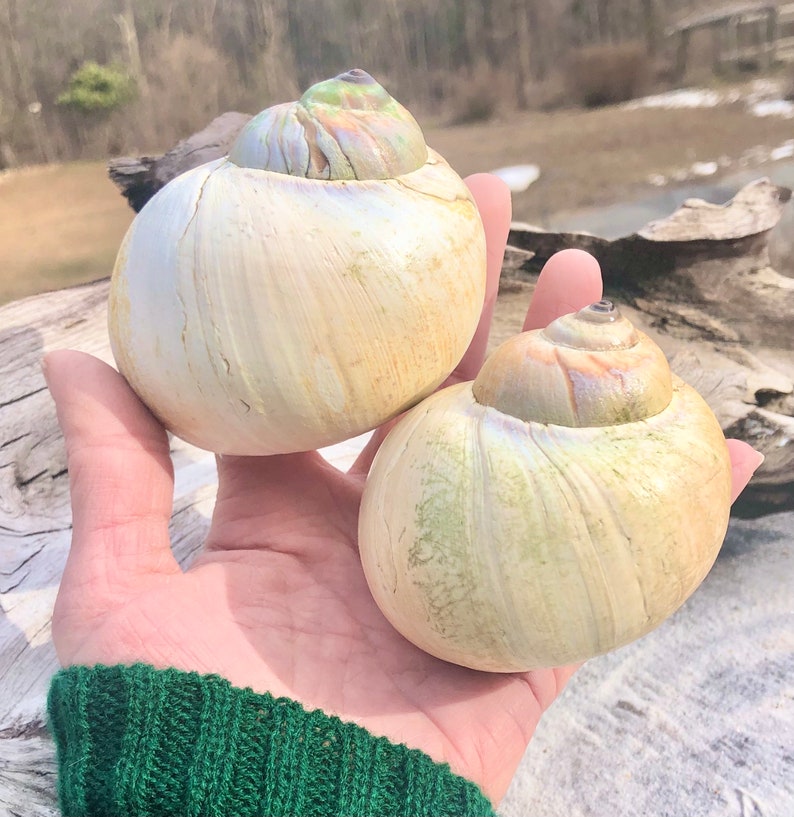 2 HIGH & POINTY PERFECT Whorl Northern Moon Snail Shells, 1 Jumbo 1 ...