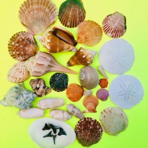 30 PIECE FLORIDA SEASHELL Mix, Variety of Colorful Shells for Gifts ...