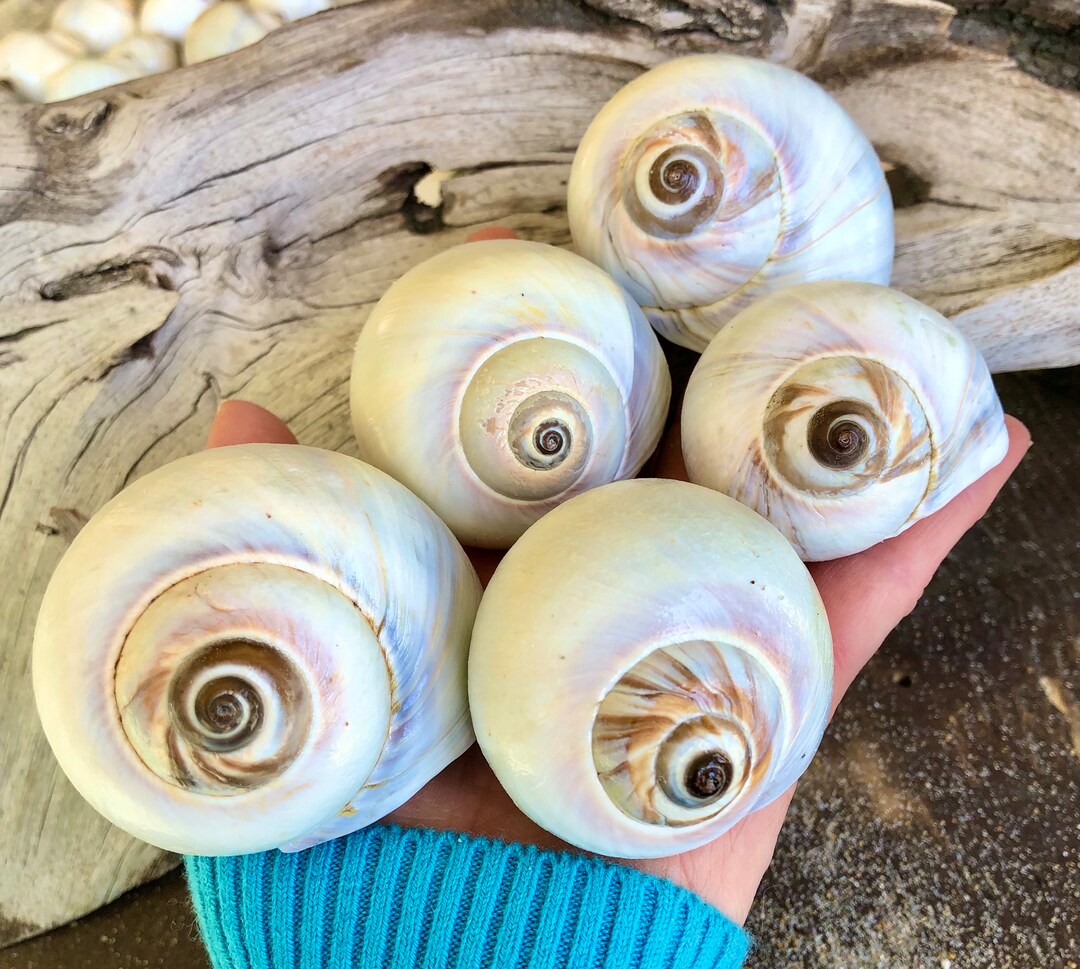 5 SNOW WHITE & LILAC Northern Moon Snail Shells, Five Colorful Large ...