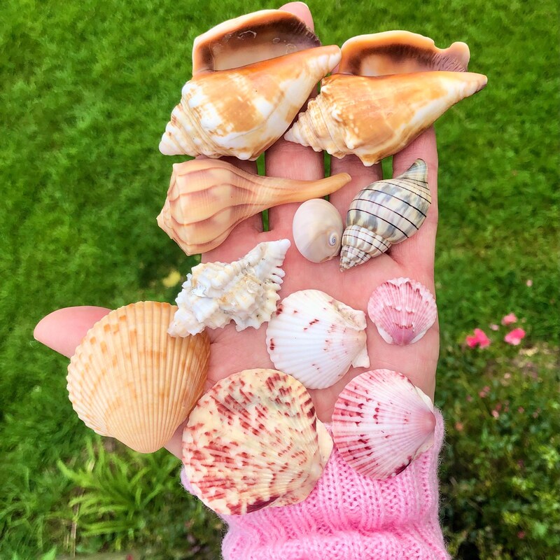 Sanibel Island Shell Art - Etsy