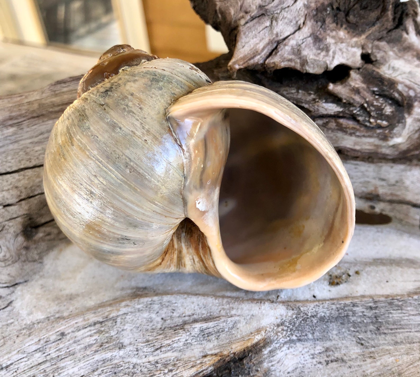 5 BLUE BREATHTAKING Northern Moon Snail Shells, Five Colorful Mega Moon ...