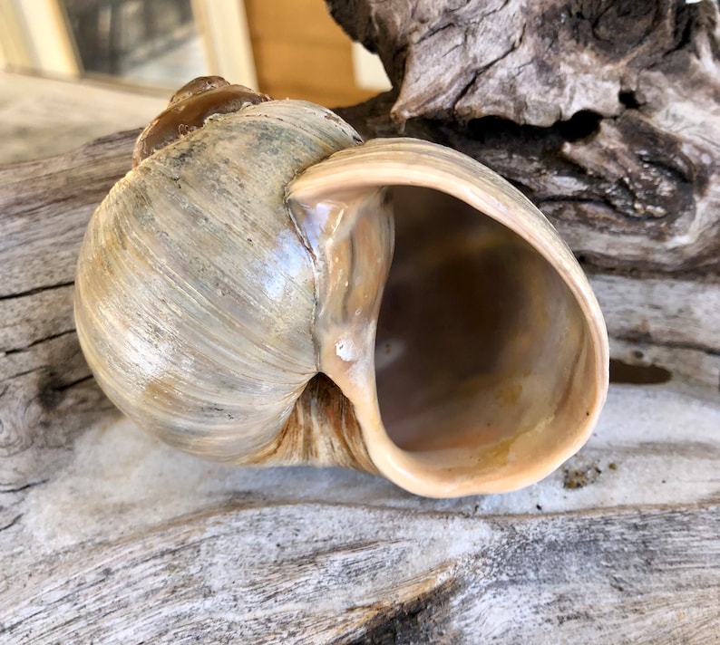 5 BLUE BREATHTAKING Northern Moon Snail Shells, Five Colorful Mega Moon ...