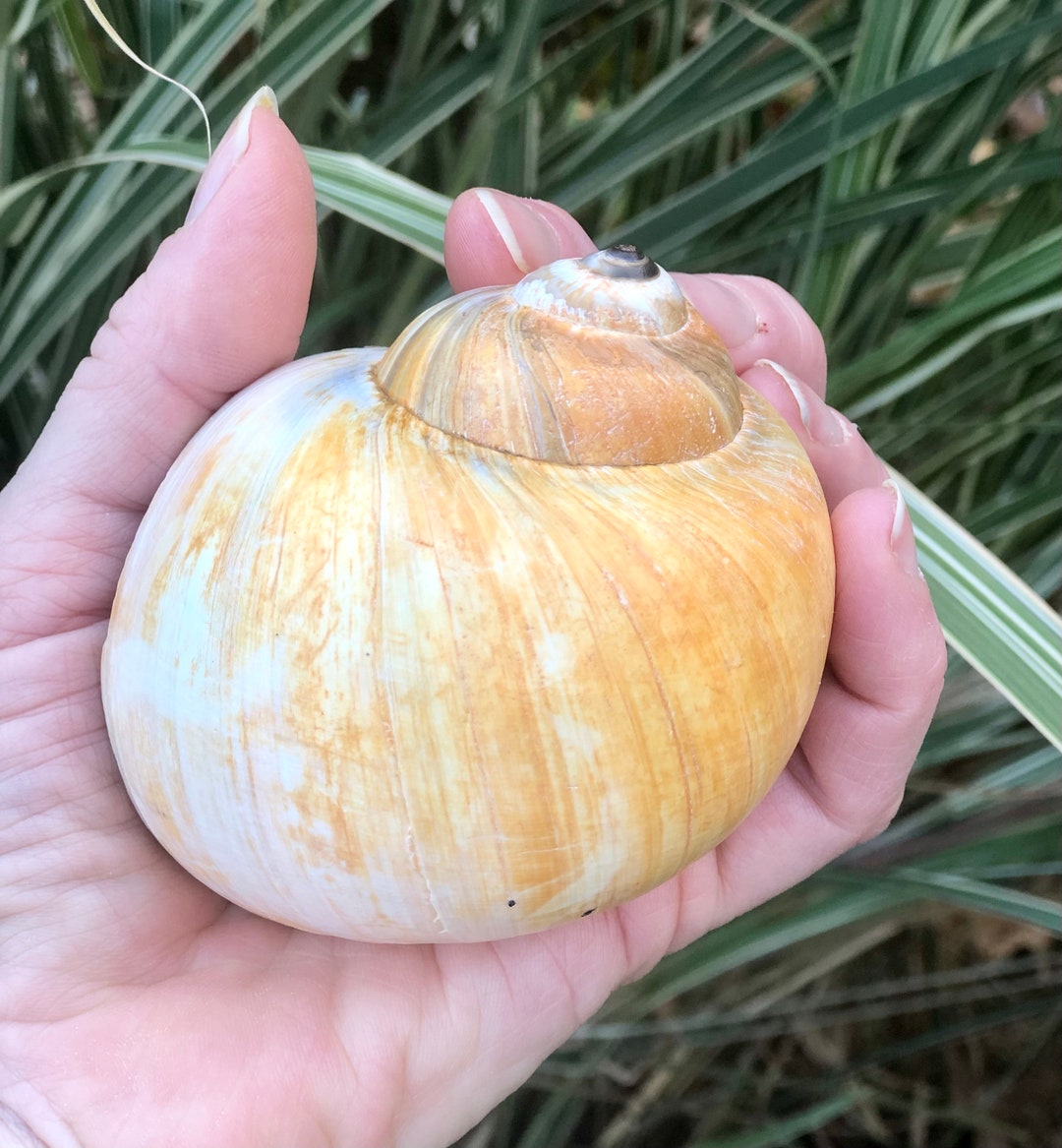 Extra Large Moon Shell Northern Moon Snail Shell - Etsy