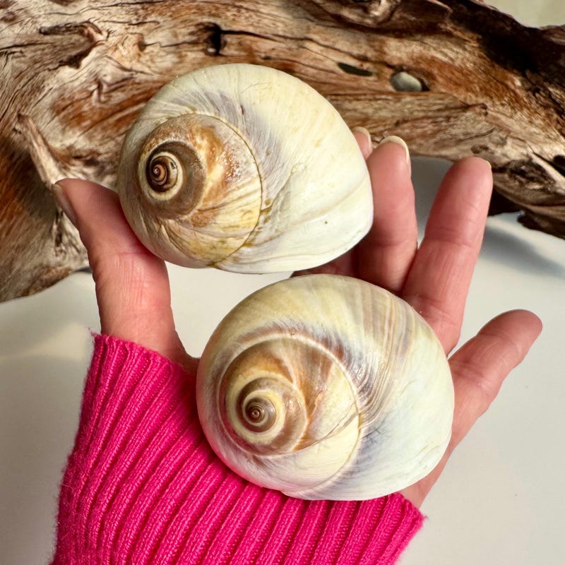 BaysideBeachShells - Etsy