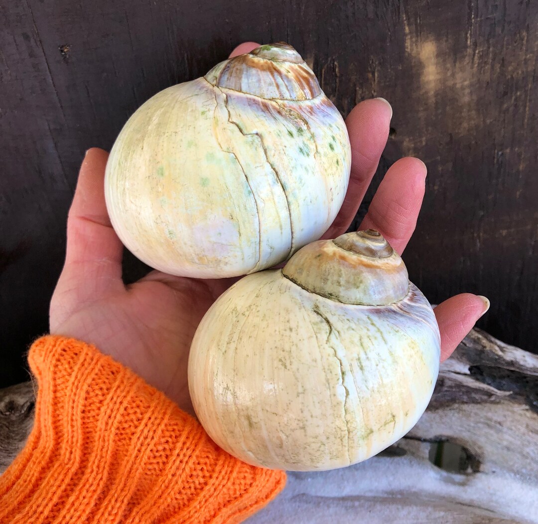 2 BUFF & BRIGHT BLUE Northern Moon Snail Shells, 1 Jumbo 1 Large ...