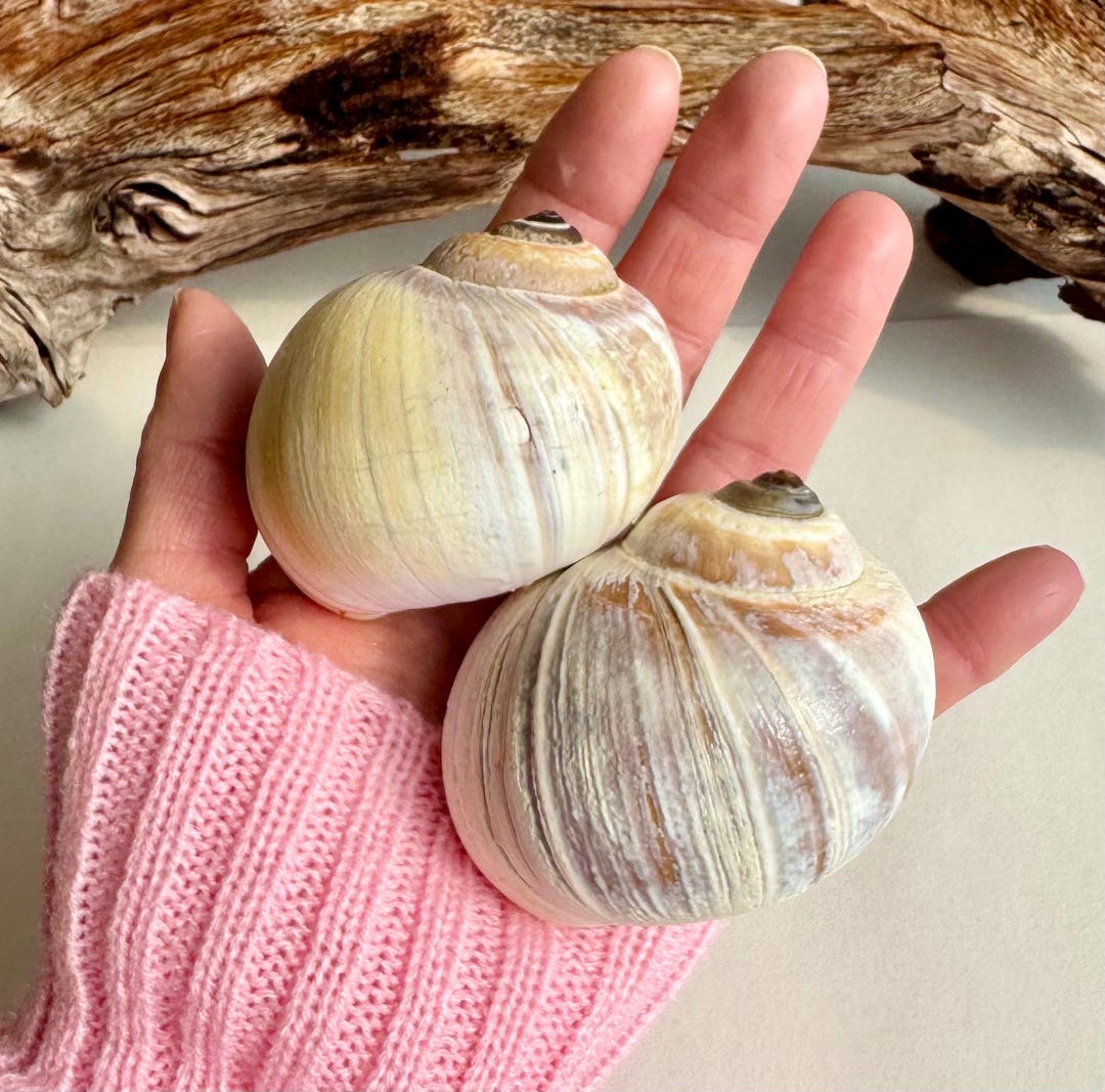 Large Moon Snail Shells, 1 3/4 1 7/8 Opening, Colorful Natural Shells ...