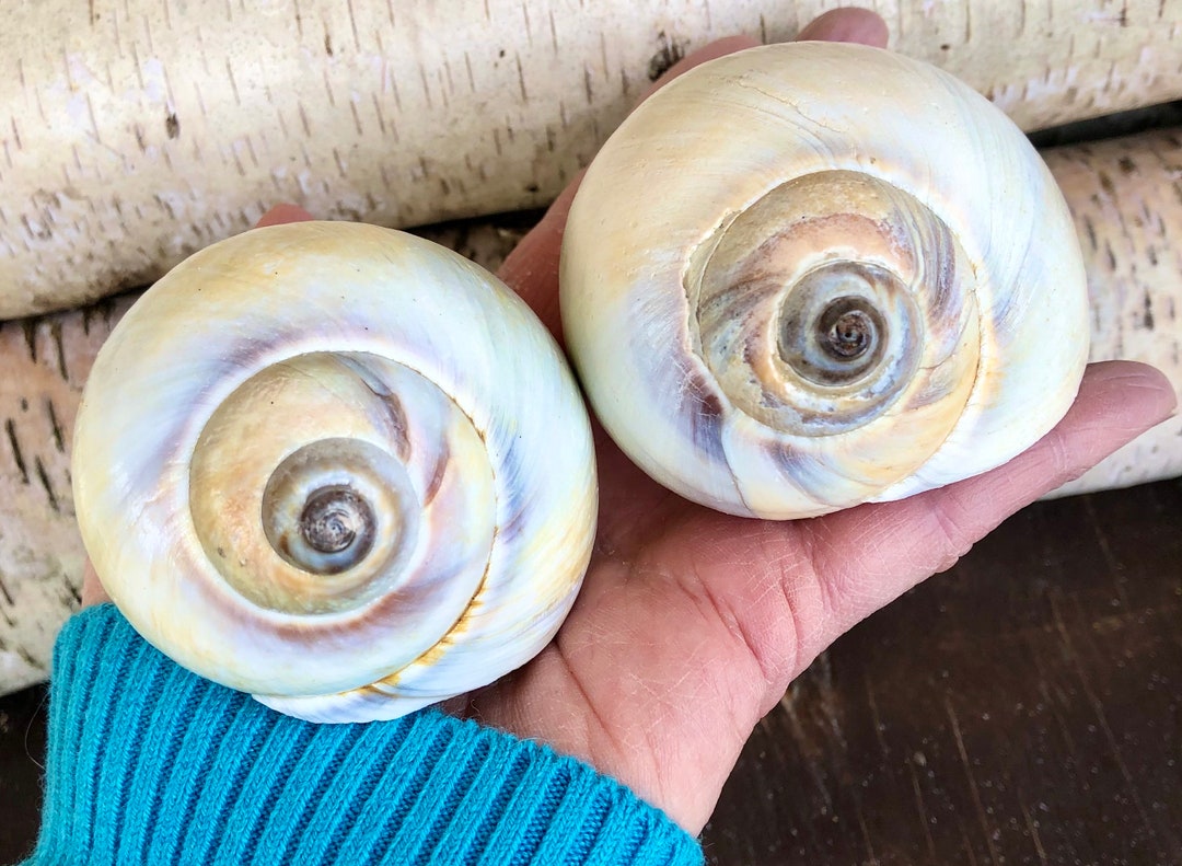 3 ICY WHITE & MAGENTA Large Northern Moon Snail Shells, Three Colorful ...