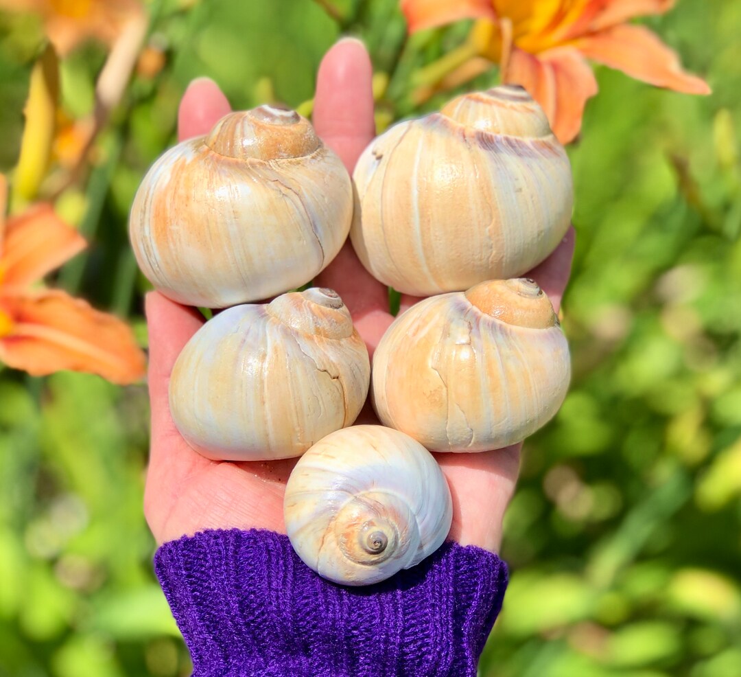 5 LIGHT HONEY & GRAPE Northern Moon Snail Shells, Five Colorful Gold ...