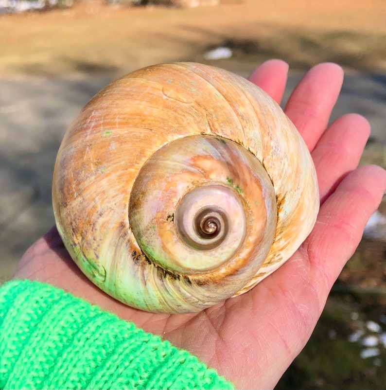 COLOSSAL JUMBO-SIZED Rose Gold Northern Moon Snail Shell, Colorful Mega ...