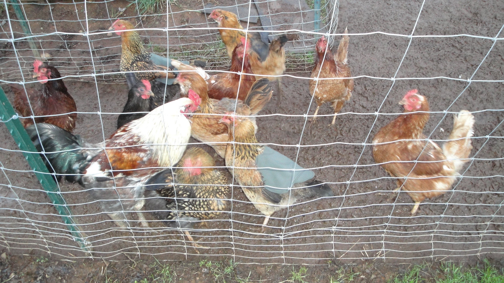 Deluxe Chicken Saddle / Chicken Coat / Rooster Protection - Soft Shell ...