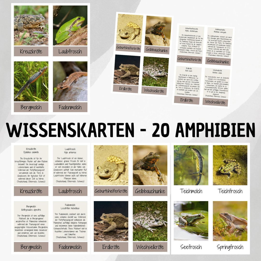 Knowledge Cards: Amphibians / Flash Cards / Montessori / Flash Cards - Etsy