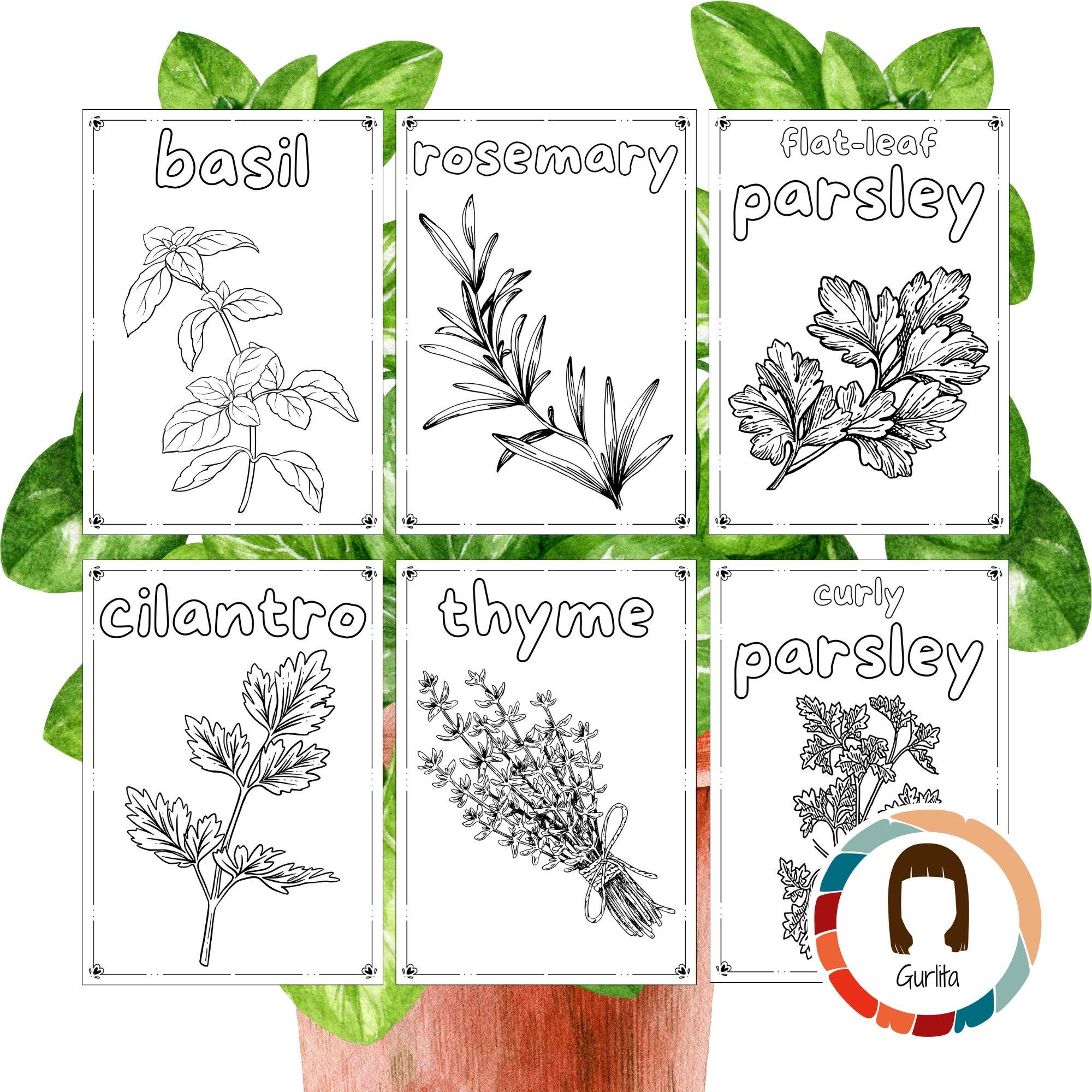 Coloring Pages: Herbs & Spices / Montessori / Vocabulary / Coloring ...