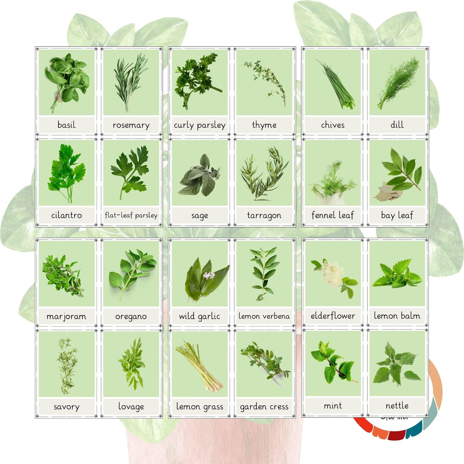 Flash Cards: Herbs & Spices / Montessori / Vocabulary - Etsy