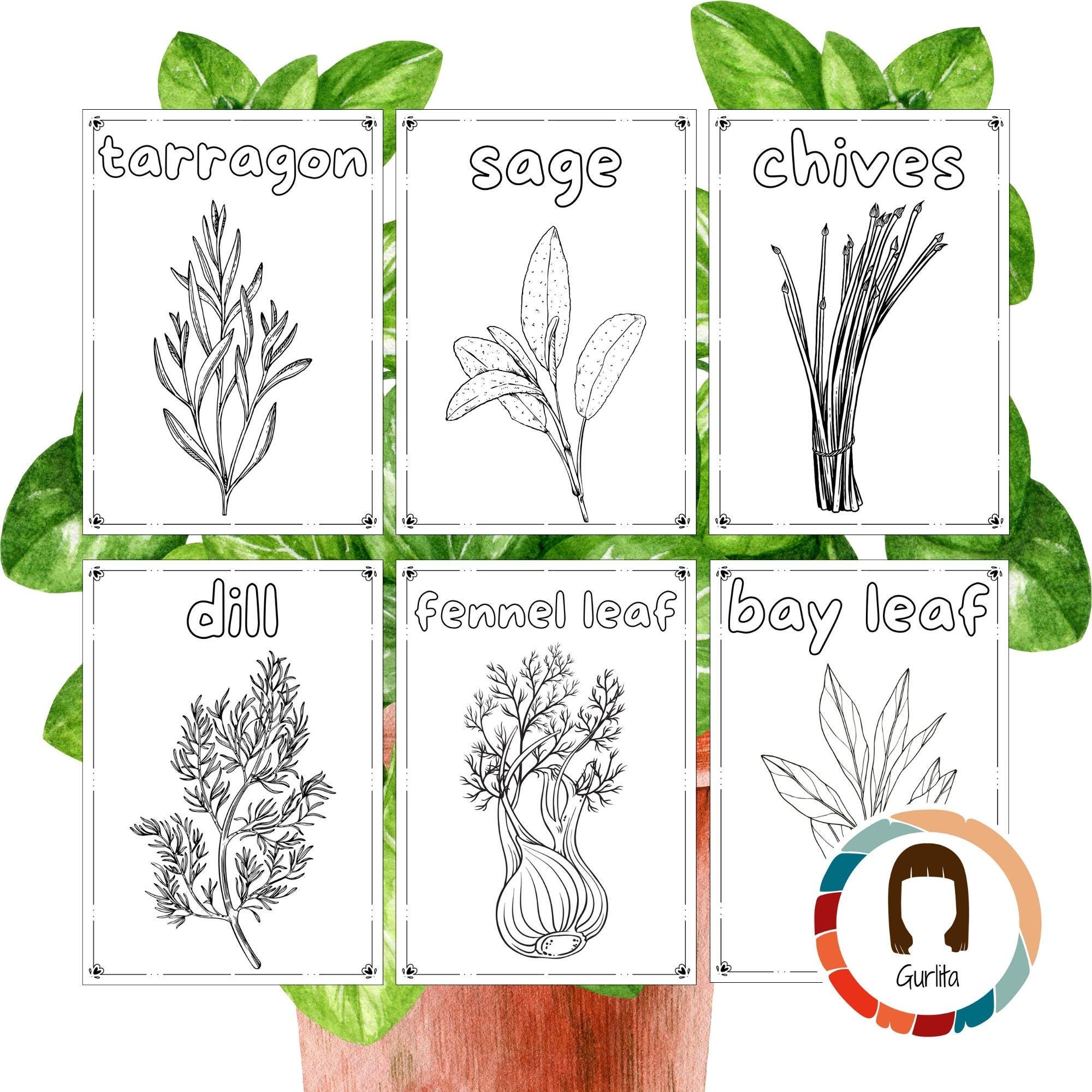 Coloring Pages: Herbs & Spices / Montessori / Vocabulary / Coloring ...