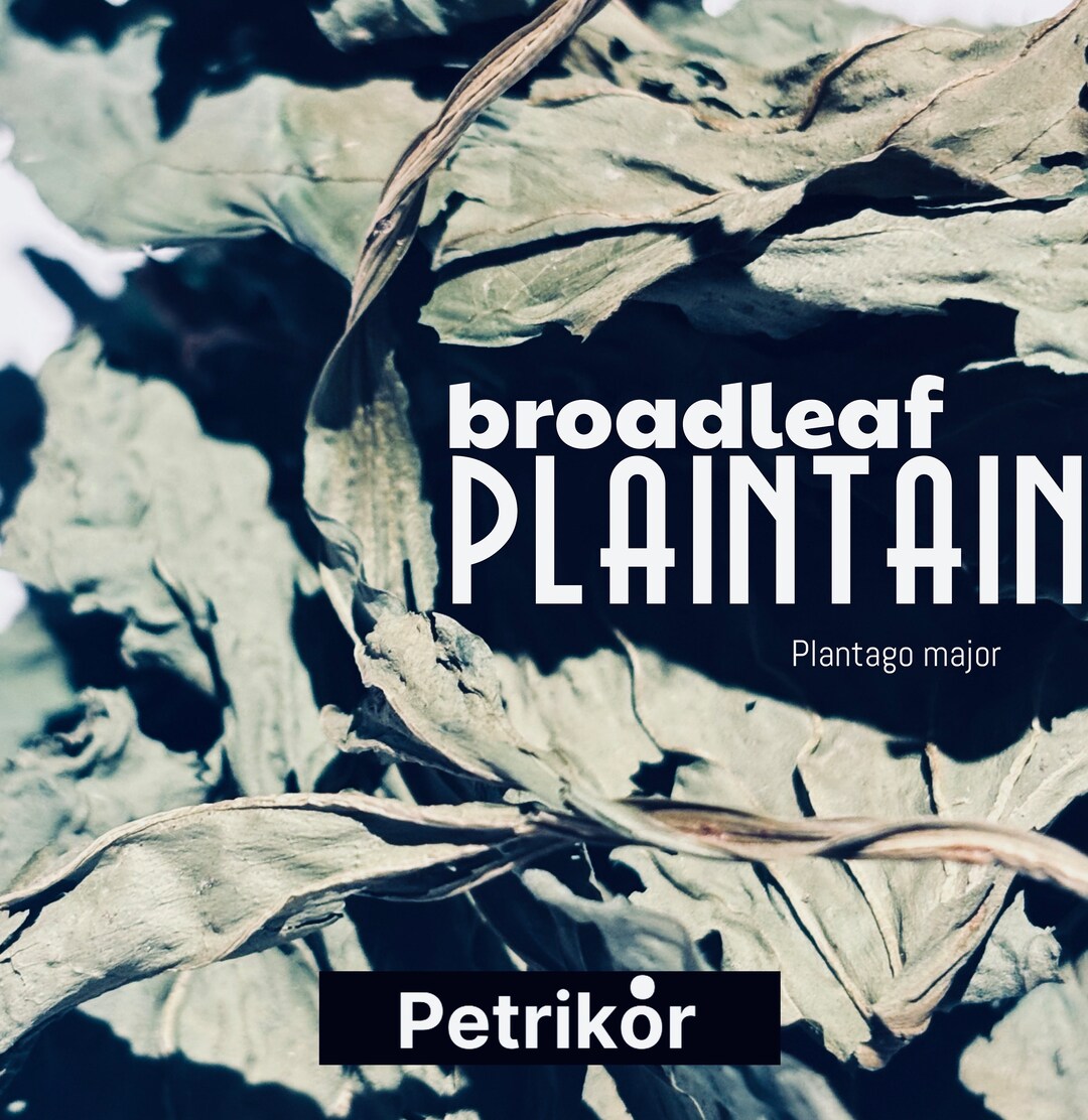 Broad Leaf Plantain Leves. 1 Oz Plantago Major Medicinal Herb. Ancient ...