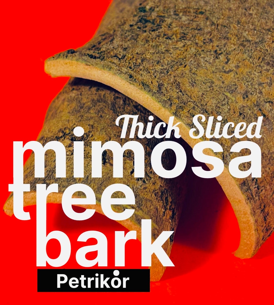 Thick Mimosa Tree Bark albizia Julibrissin. Mimosa Tree. Tree of ...