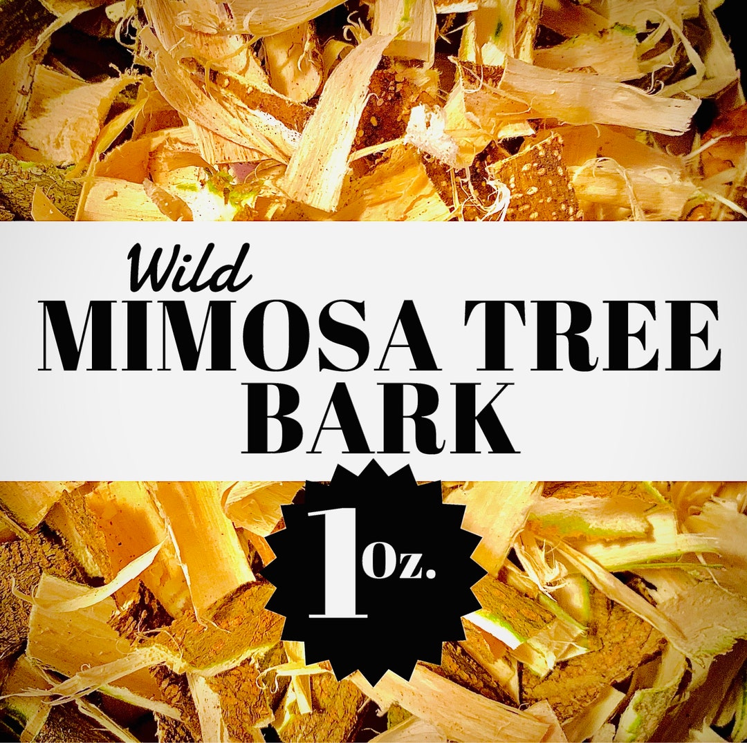 Mimosa Tree Bark (albizia Julibrissin). Mimosa Tree. Tree of Hapiness ...