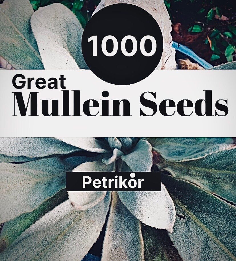 Great Mullein Seed. verbascum Thapsus. Wild Seeds for Planting. - Etsy