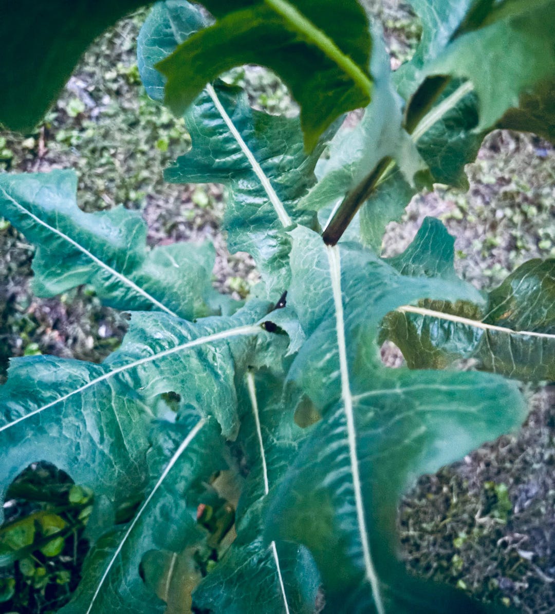 50 Wild Opium Lettuce Seeds. Prickly Lettuce. Wild Seeds for Planting ...