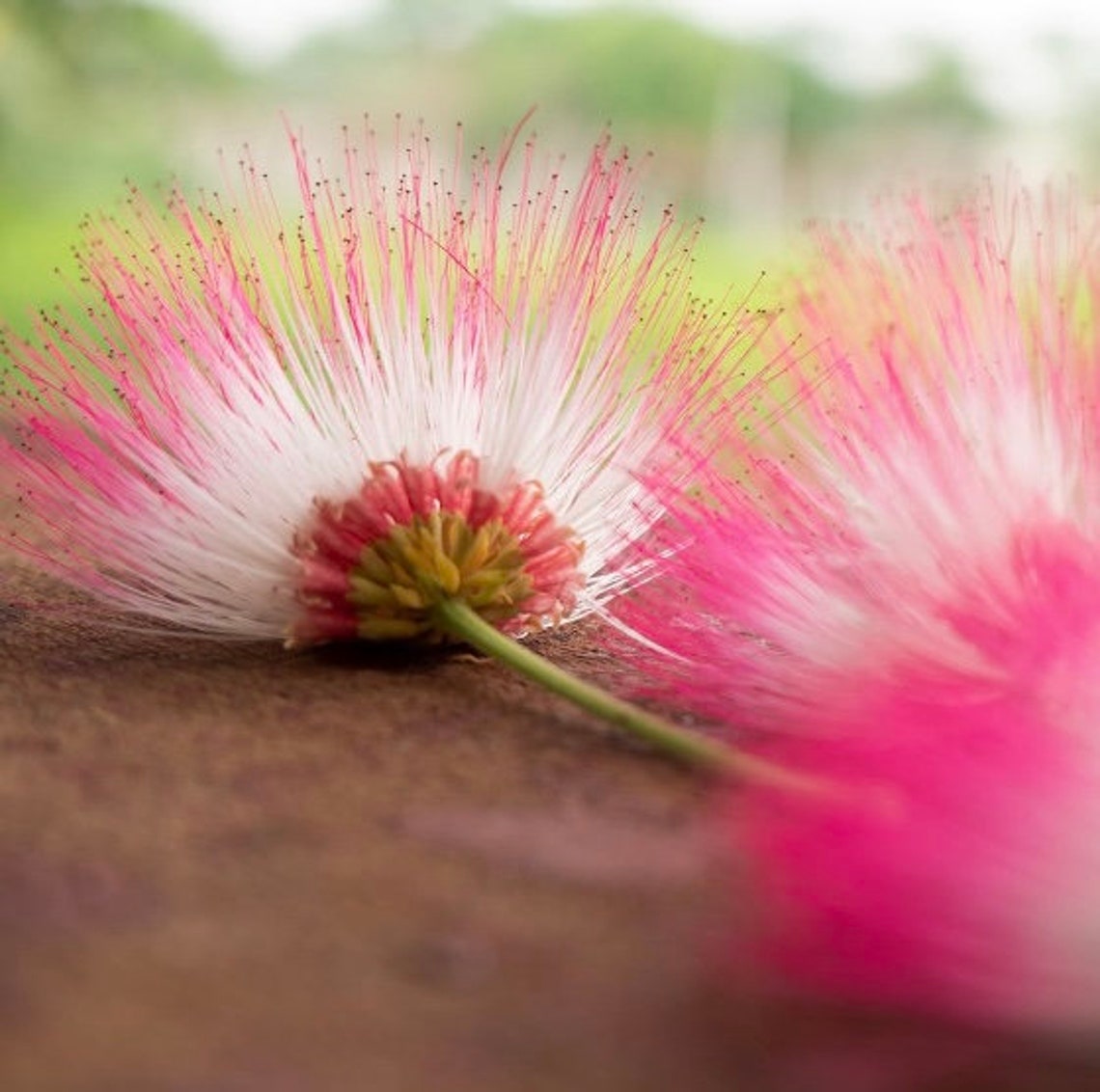 Mimosa Tree Bark albizia Julibrissin. Mimosa Tree. Tree of Hapiness. He ...