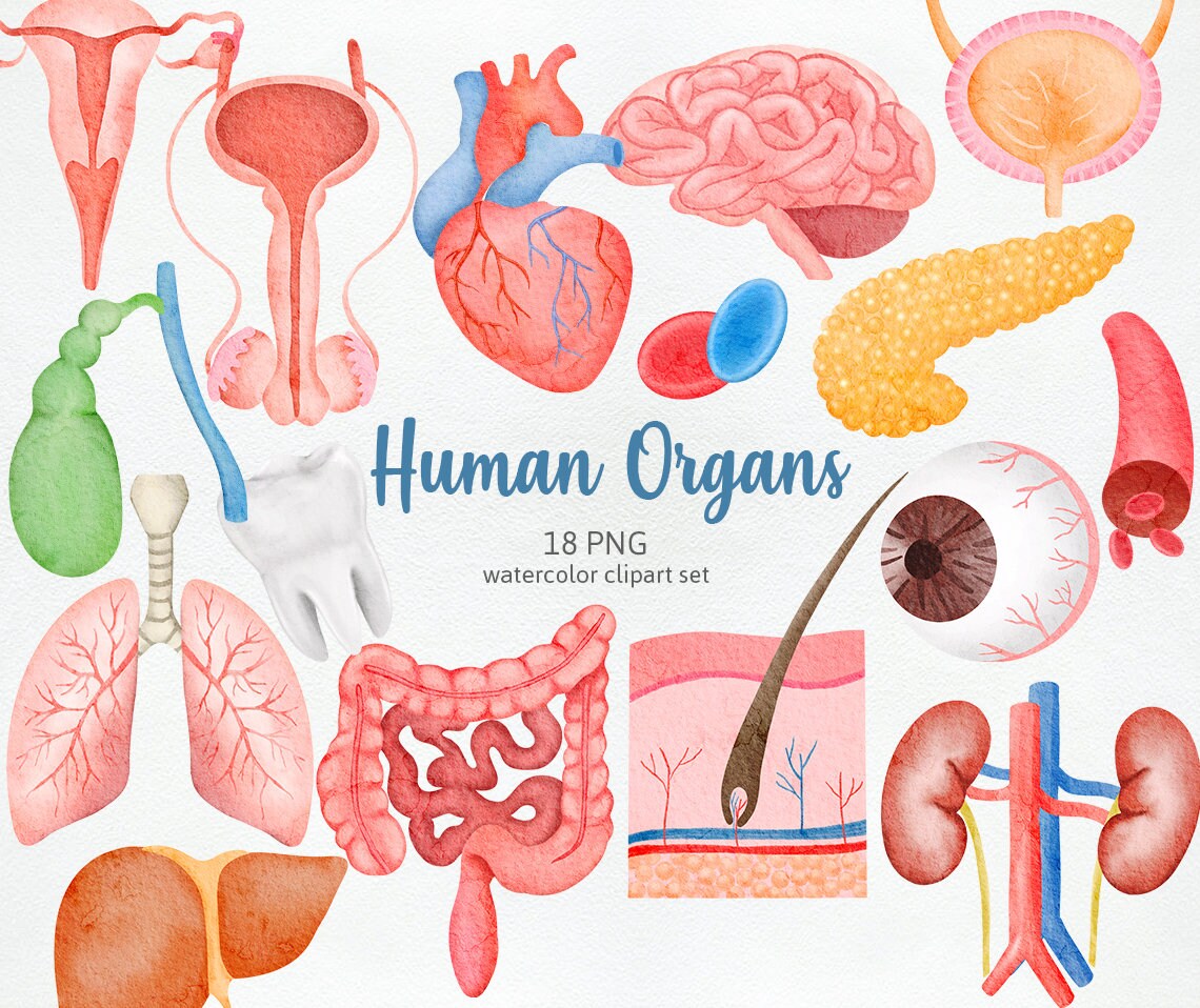 Human Organs, Anatomy Body Science Internal Brain Kidney Eyes Stomach ...