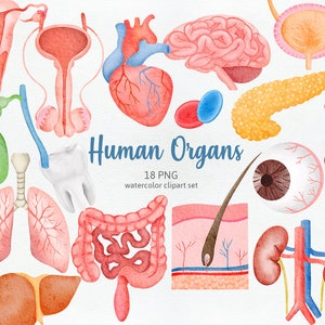 Human Organs, Anatomy Body Science Internal Brain Kidney Eyes Stomach ...
