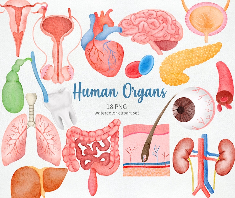 Human Organs, Anatomy Body Science Internal Brain Kidney Eyes Stomach ...