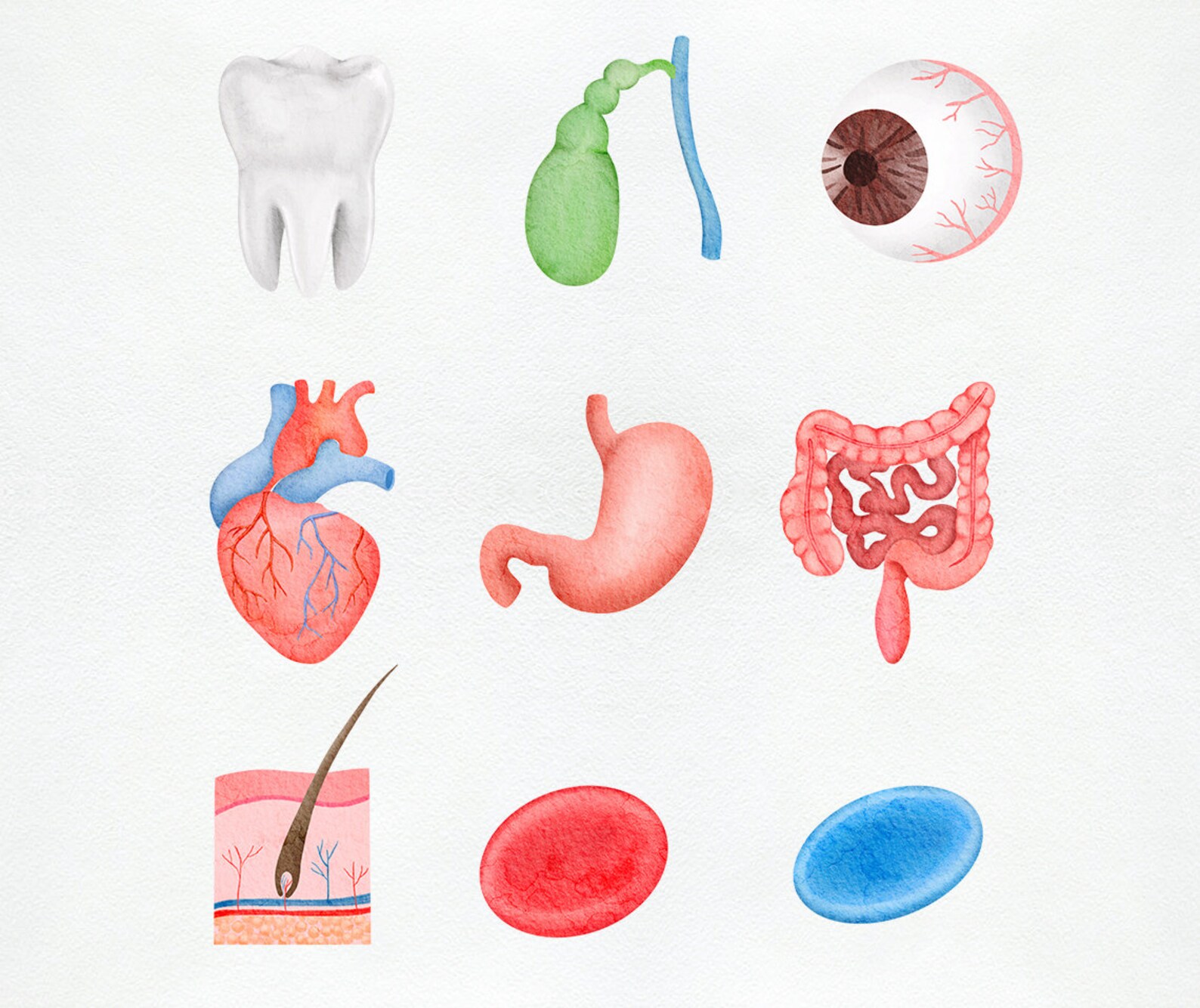 Human Organs, Anatomy Body Science Internal Brain Kidney Eyes Stomach ...