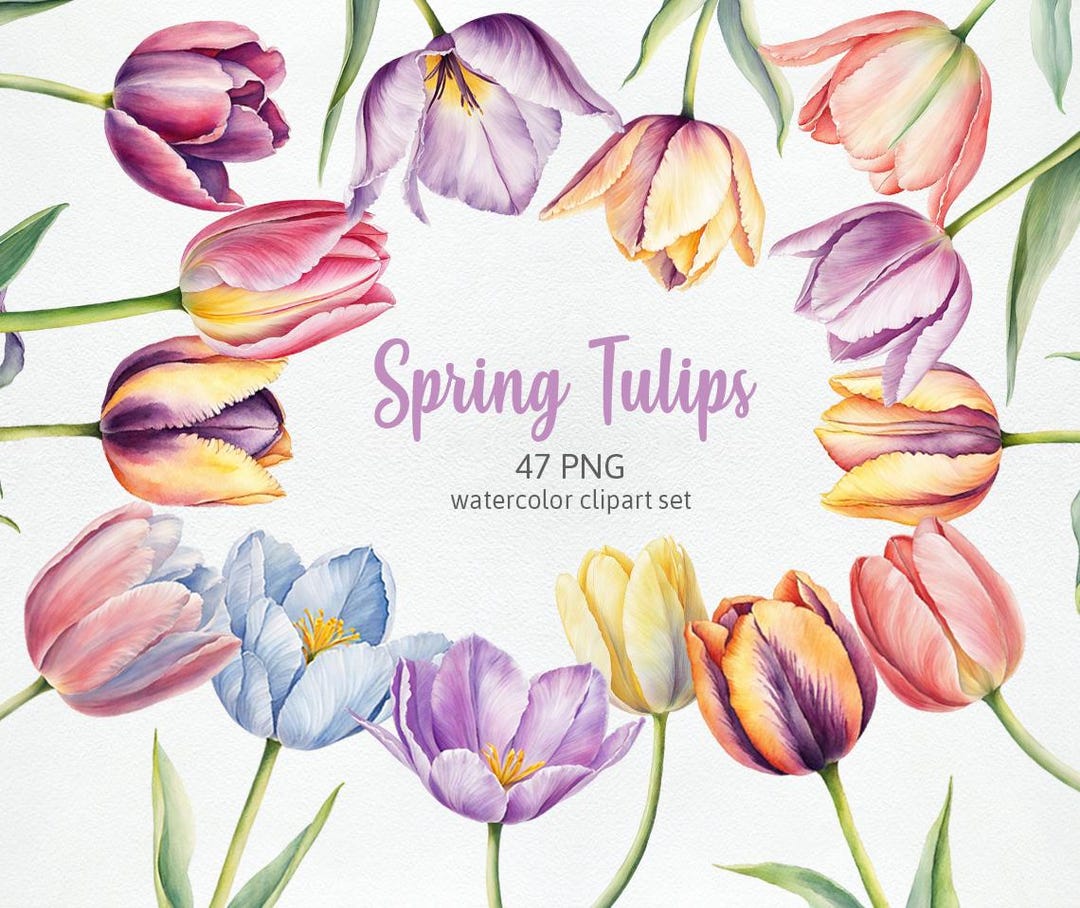 Spring Tulips Clipart Watercolor Floral Clip Art Beautiful Spring ...