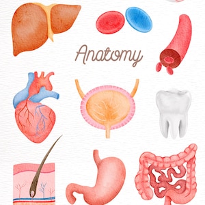 Human Organs, Anatomy Body Science Internal Brain Kidney Eyes Stomach ...