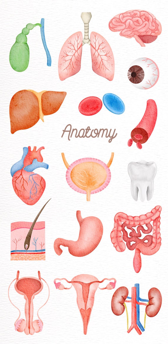 Inside Body Parts Name
