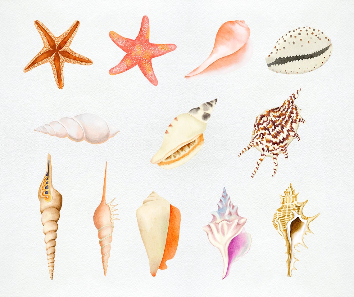 Sea Shell Summer Beach Ocean Shells Paper Craft Starfish Sea Snail ...
