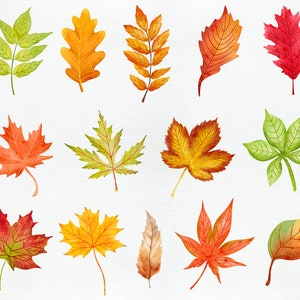 Autumn Leaves Watercolor Clipart Set, Fall Leaves Season Collection ...