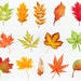 Autumn Leaves Watercolor Clipart Set, Fall Leaves Season Collection ...