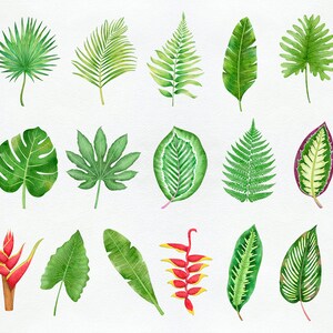 Tropical Leaves Monstera Leaf, Jungle Leaves Palm Branch, Tropical ...
